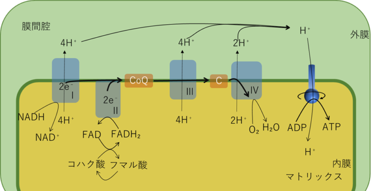 電子伝達系は水力発電と同じ！【ゴロと図で分かりやすく解説】 | マインドマップ薬学