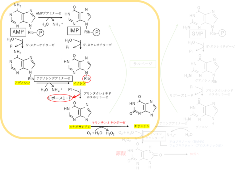 核酸代謝を図とゴロでわかりやすく解説！【薬剤師国家試験対策】 | マインドマップ薬学