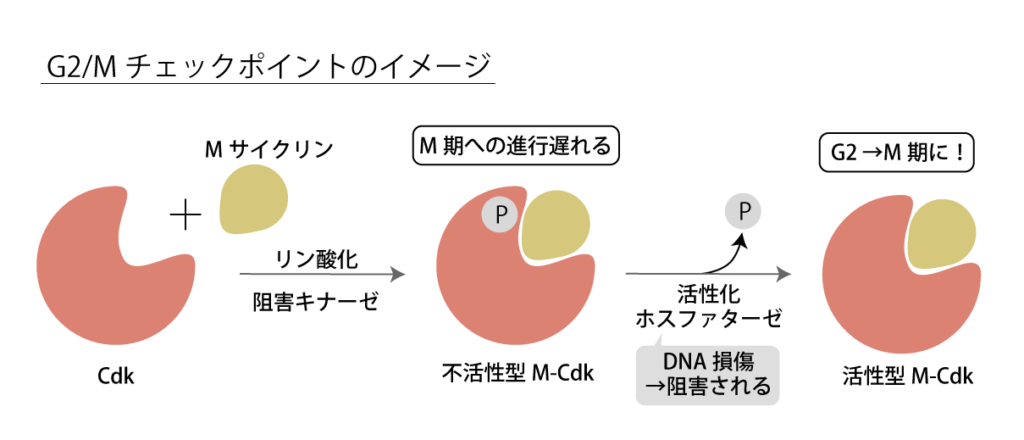 細胞周期を図とゴロでわかりやすく解説【薬剤師国家試験】 | マインドマップ薬学