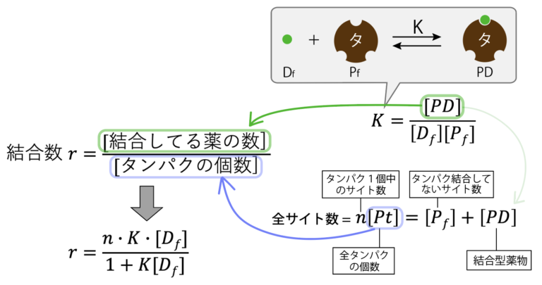 薬学：Langmuir式からScatchard・両辺逆数プロットの導出。(非)競合阻害とグラフの変化 | マインドマップ薬学